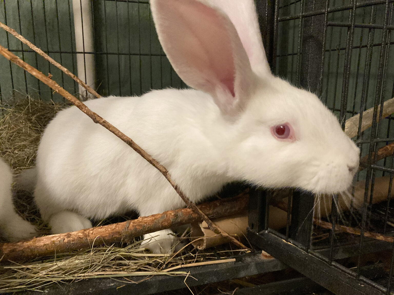 Tips for Healthy Rabbit Teeth - Countryside